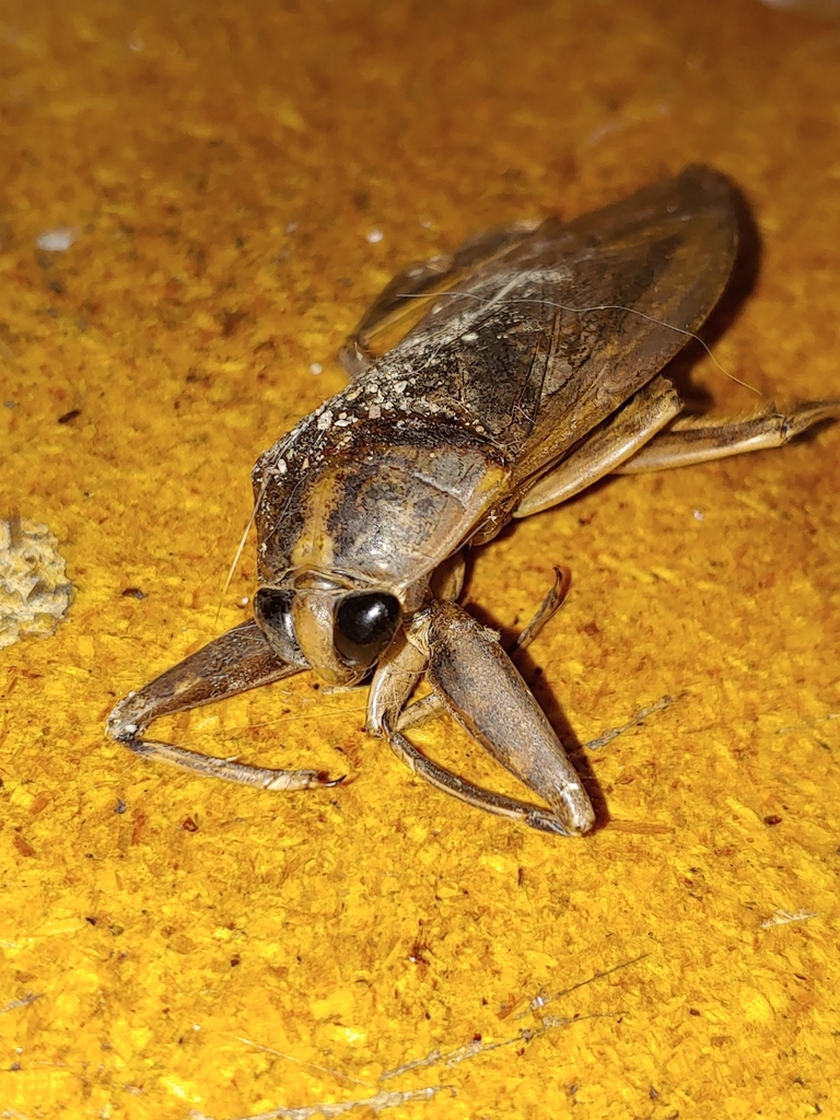 Eastern Toe-biter from Perry Township, IN, USA on May 24, 2023 at 04:58 ...