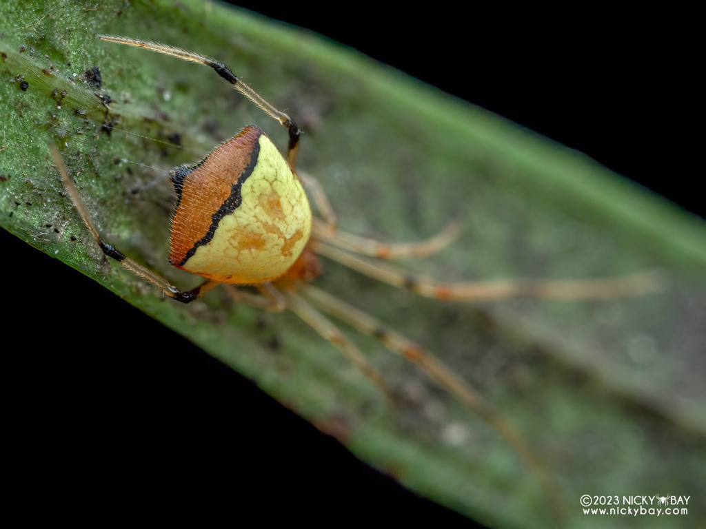 Janula from Rifle Range Rd, Singapore on May 19, 2023 at 08:37 PM by ...