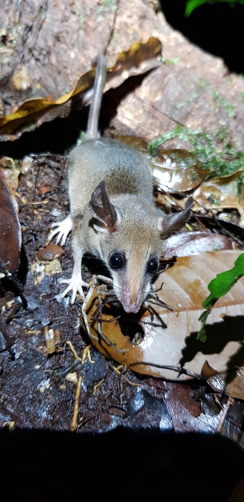 Pinheiro's Slender Opossum from Saint-Laurent-du-Maroni, Guyane ...