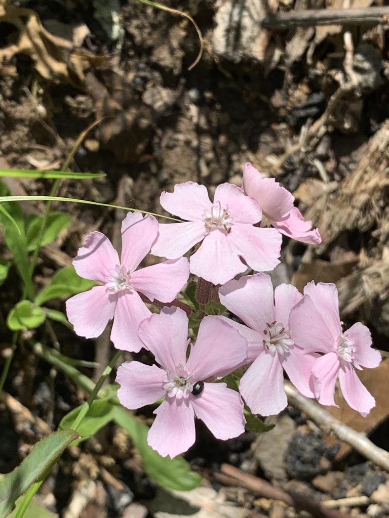 Wild Pink from RT-63, New Haven, CT, US on May 27, 2023 at 12:07 PM by Alex Trouern-Trend ...