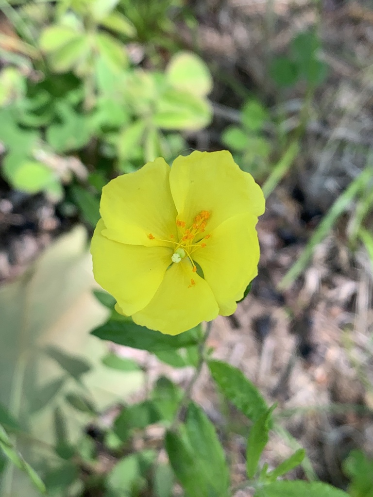 Frostweeds from Emerson St, New Haven, CT, US on May 27, 2023 at 12:10 PM by Alex Trouern-Trend ...