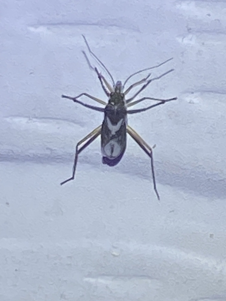 Mulsant's Water Treader from Windsor Park, Austin, TX, USA on May 26 ...