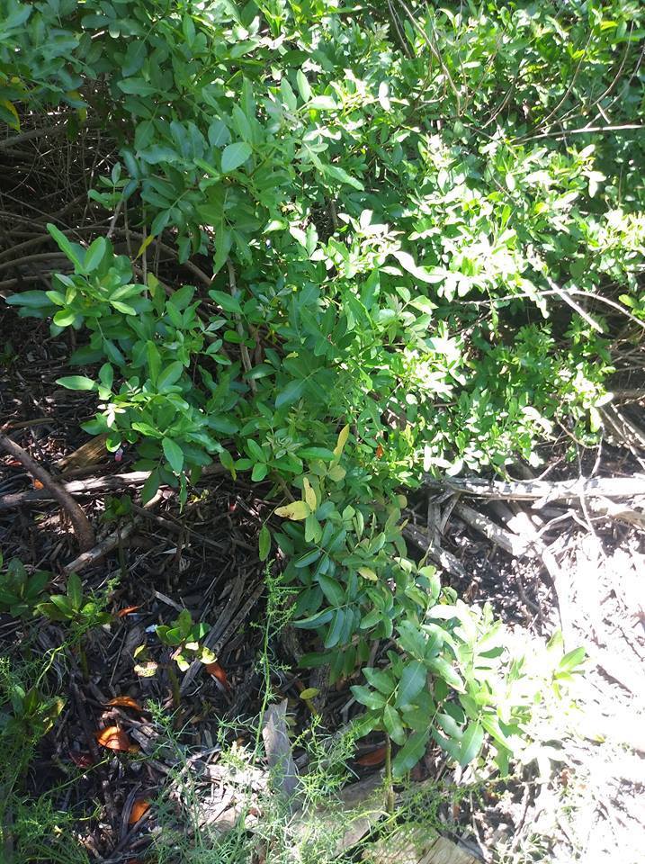 Brazilian pepper tree (SPC Bay Pines STEM Center Flora and Fauna ...