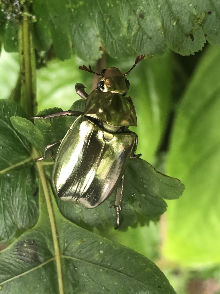 Jewel Scarabs from San Miguel de Los Bancos, Pichincha, EC on May 27 ...
