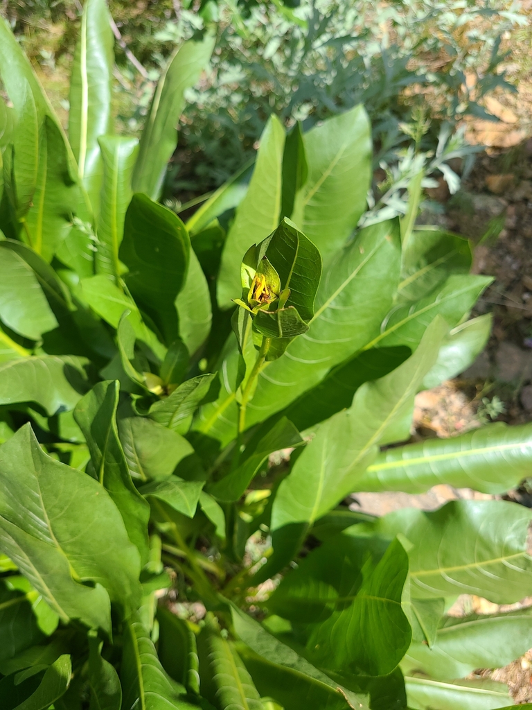 northern mule's ears from Sandy on May 27, 2023 at 11:57 AM by Thomas ...
