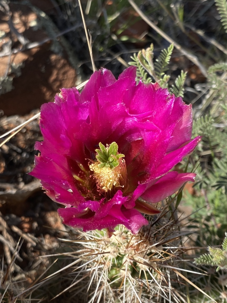 Pinkflower Hedgehog Cactus from Coconino National Forest, Sedona, AZ ...