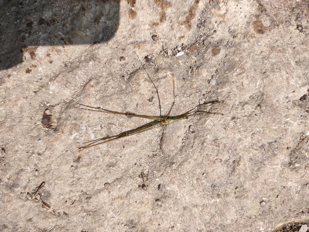 Ranatra from Kawartha Lakes, ON, Canada on May 27, 2023 at 11:04 AM by ...