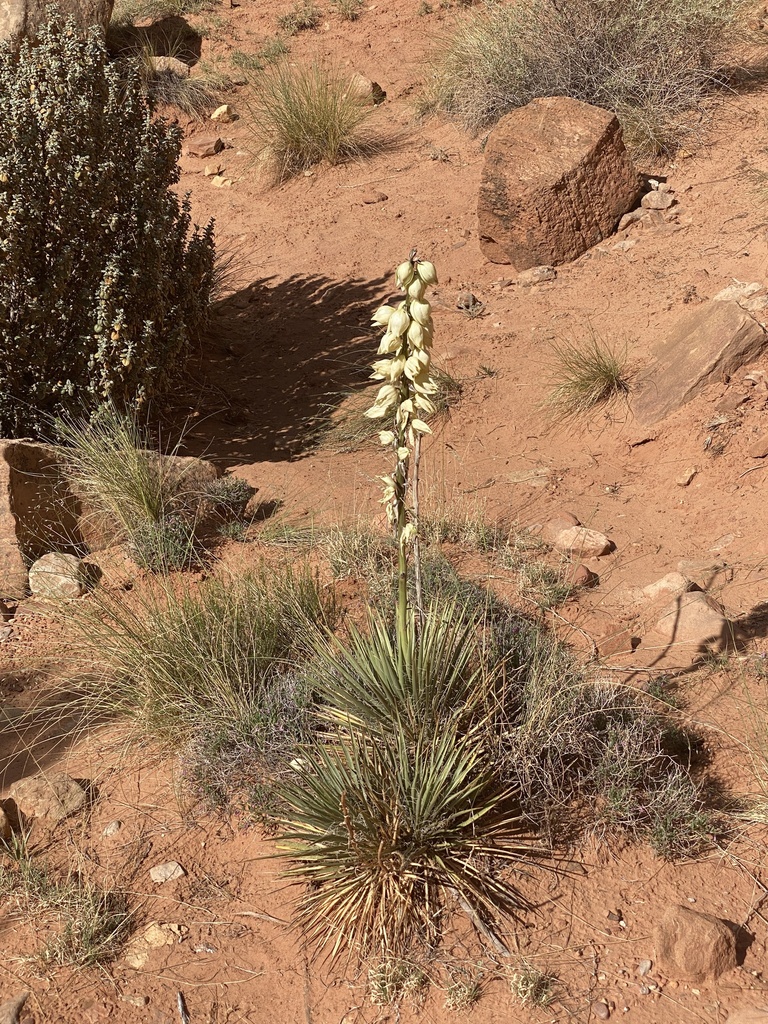 Dwarf Yucca from Capitol Reef National Park, Teasdale, UT, US on May 26 ...