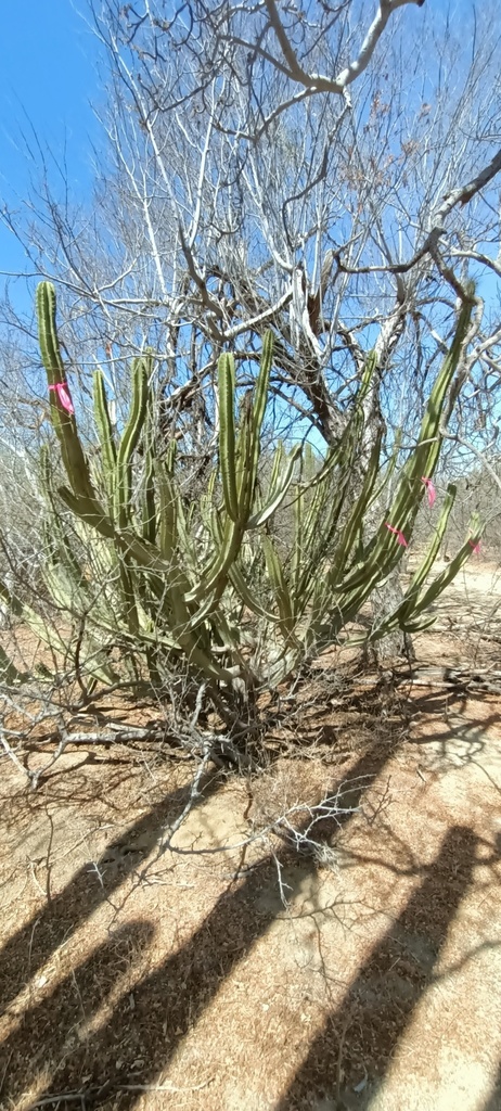 senita cactus in May 2023 by Erick Manuel Zepeda Garcia · iNaturalist