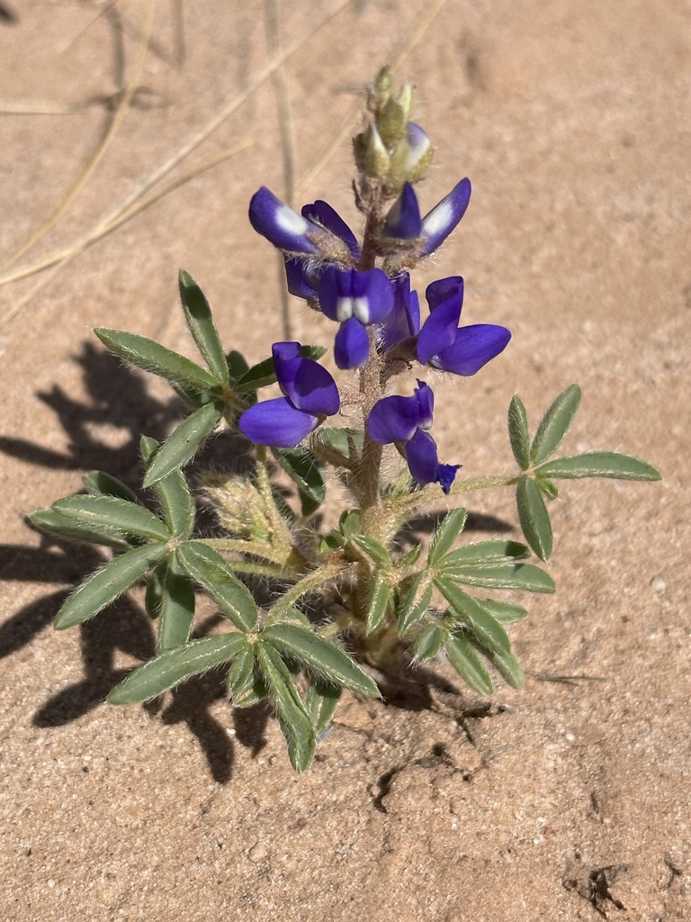 Rusty lupine from Capitol Reef National Park, Teasdale, UT, US on May ...