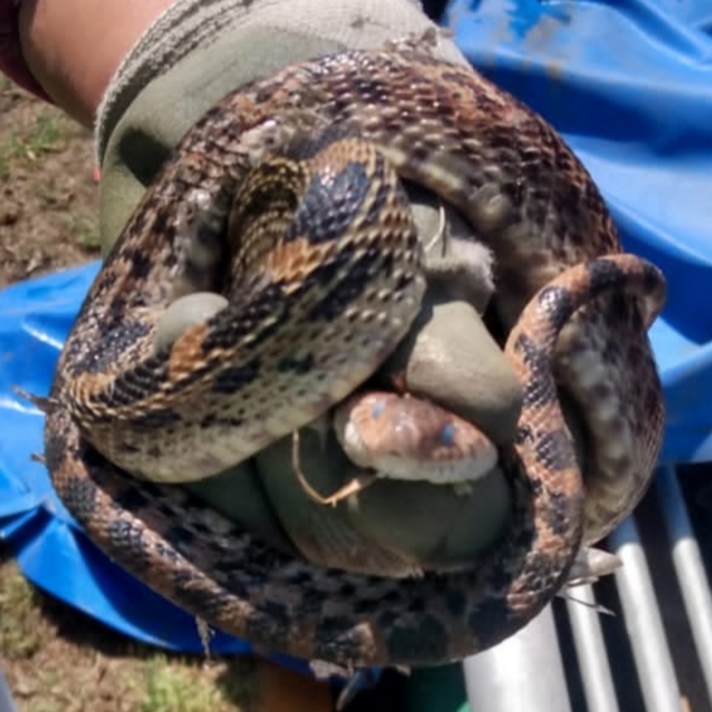 Mexican Bull Snake from Ciudad de México on May 27, 2023 at 05:12 PM by ...