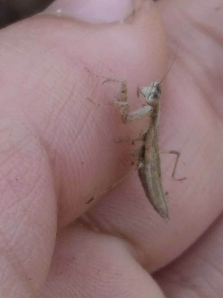 Thespid Mantises from Triangulo, San Cristóbal, Bogota, Colombia on ...