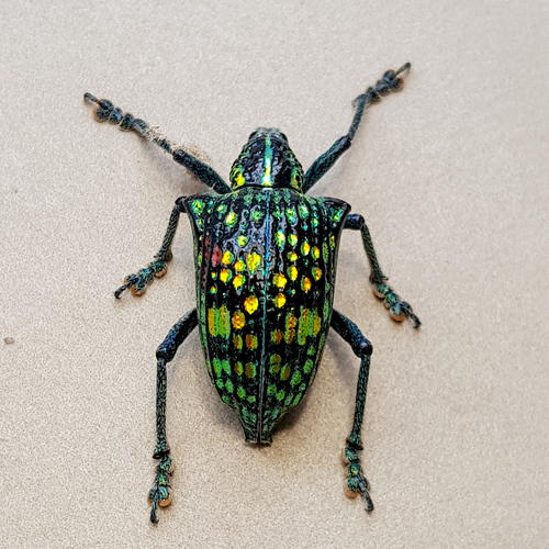 Entimus fastuosus · iNaturalist