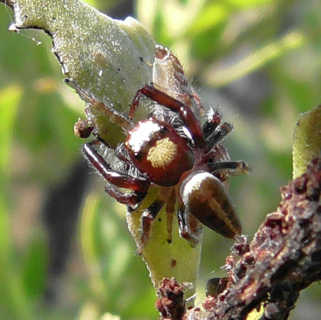 Garden Jumping Spiders from Watsonville QLD 4887, Australia on May 28 ...