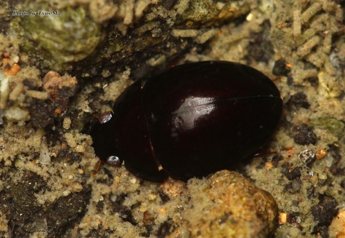 Coelostoma fallaciosum · iNaturalist