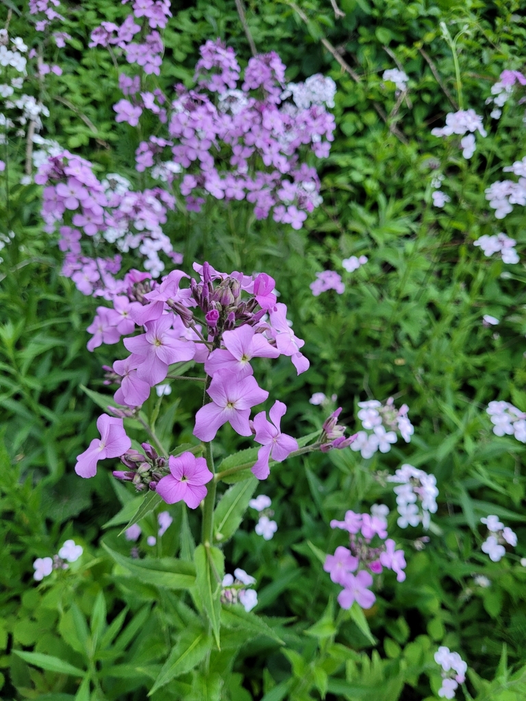 dame's rocket from Delmar, NY 12054, USA on May 26, 2023 at 07:57 PM by ...