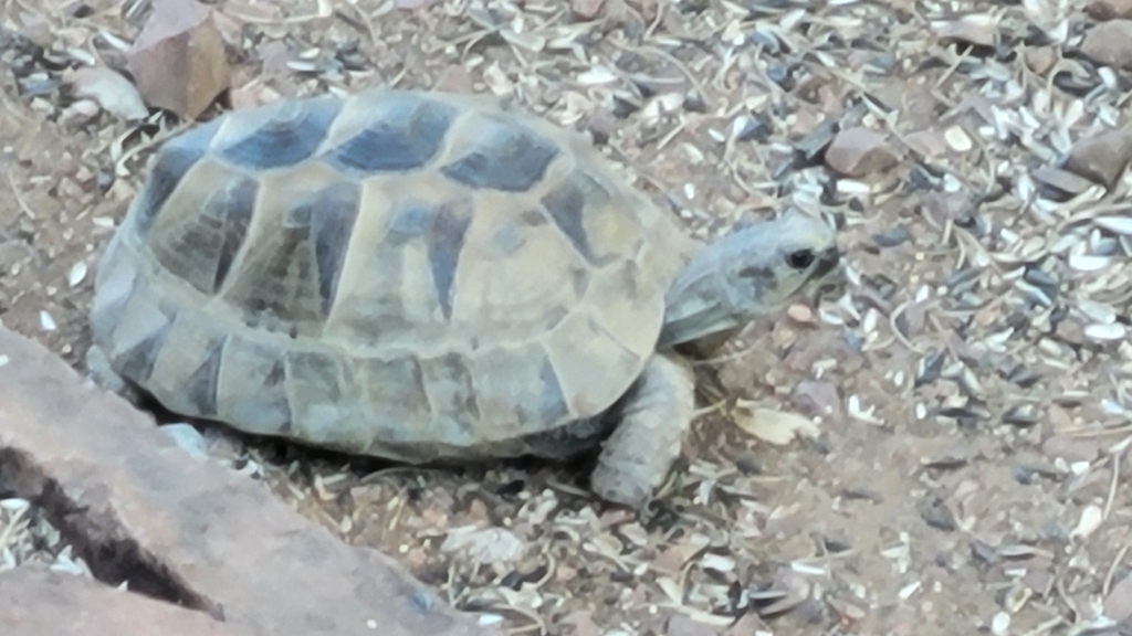 Sonoran Desert Tortoise from Payson, AZ 85541, USA on May 27, 2023 at ...