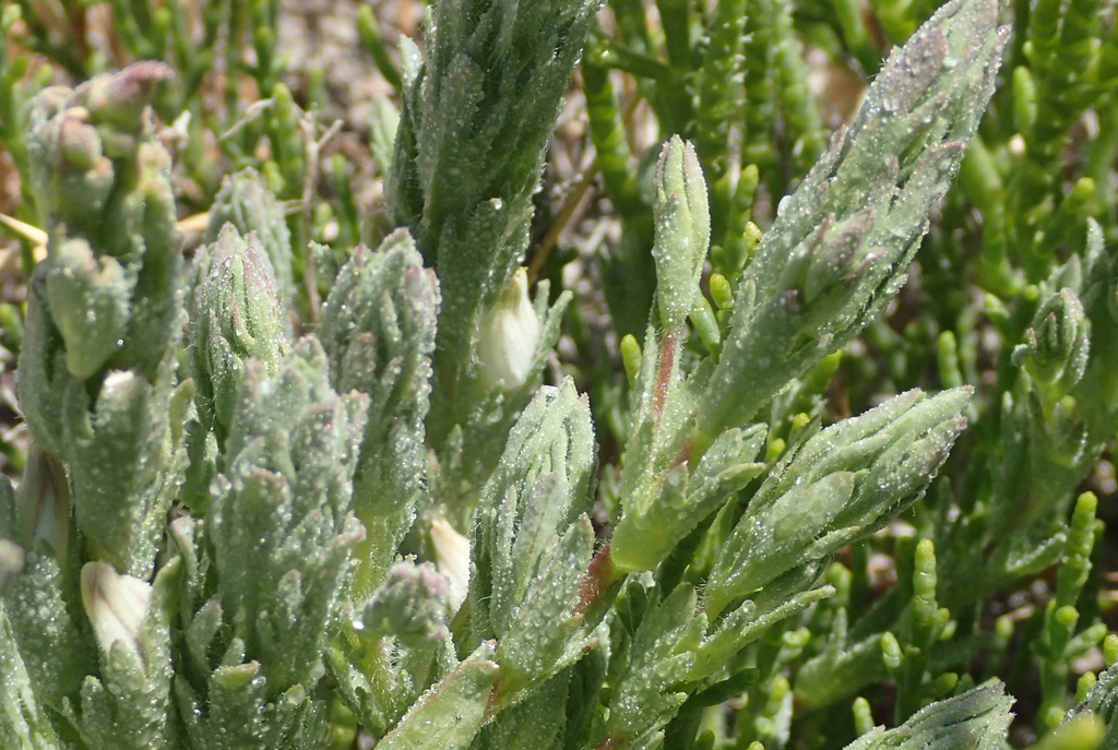 palmate salty bird's-beak from Springtown, Livermore, CA 94551, USA on ...