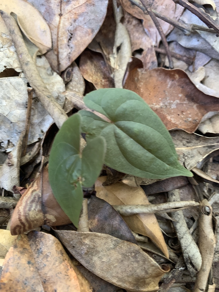 Common Yam Vine from Noosa Bal, AU-QL, AU on May 28, 2023 at 09:19 AM by Dom Tati · iNaturalist