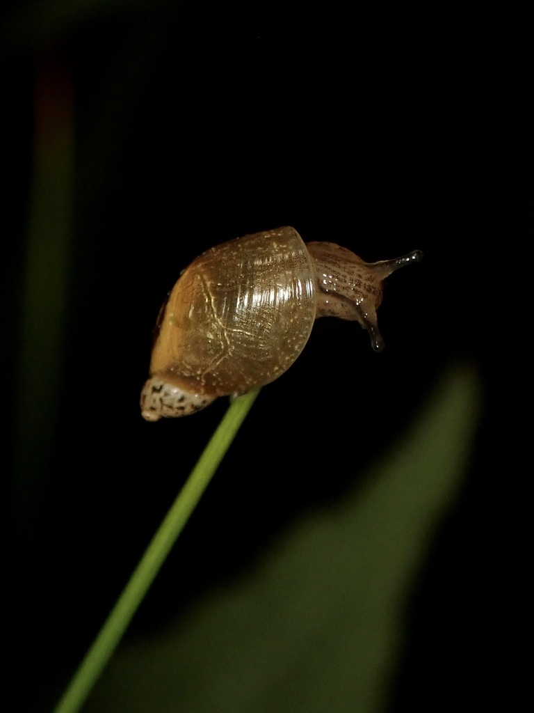 Amber Snails from Texas Rd, Amherstburg, ON, CA on May 27, 2023 at 09: ...