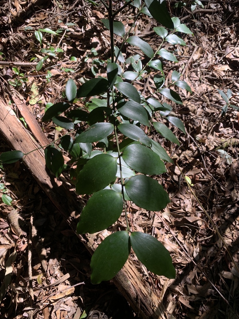kauri from Noosa Bal, AU-QL, AU on May 28, 2023 at 09:50 AM by Dom Tati ...