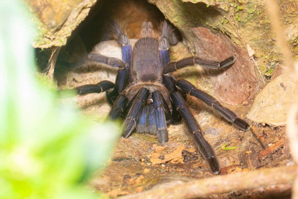 Asian Smokey Earth-tiger Tarantula in June 2019 by Jono Dashper ...