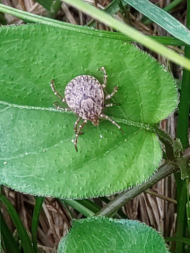Hardbacked Ticks from 日本、〒692-0403 島根県安来市広瀬町富田 956M+GP on May 28, 2023 ...