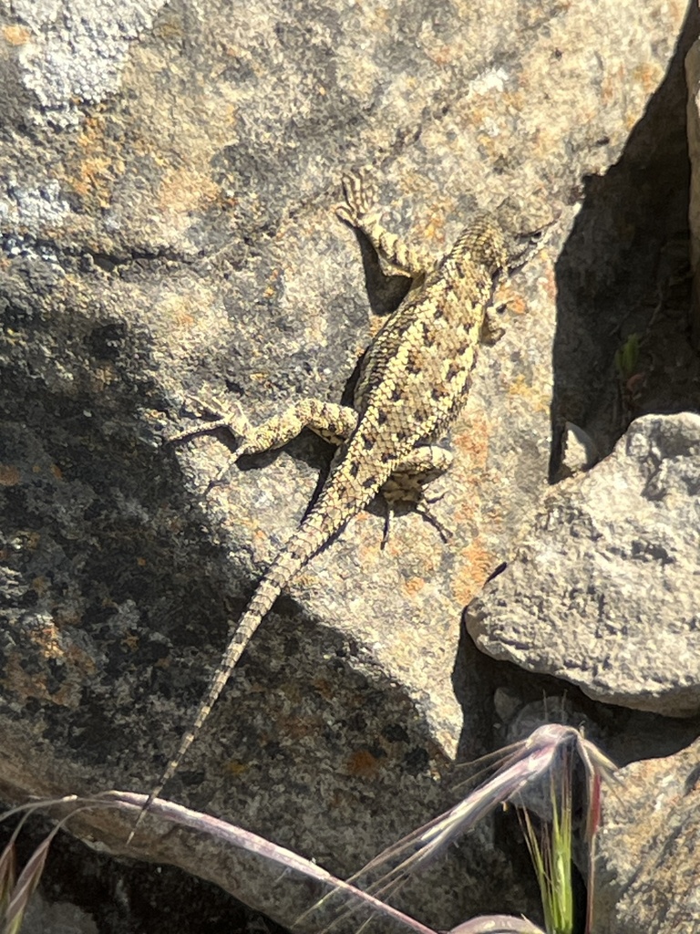 Western Fence Lizard from Mission Peak Regional Preserve, Fremont, CA ...