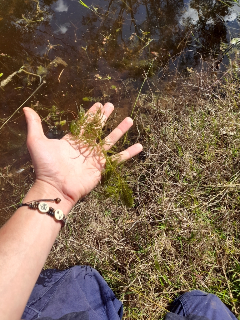 vascular plants in May 2023 by jack-devlin. Submerged water plant. Soft ...