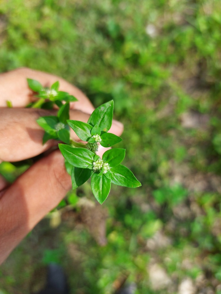Pacific False Buttonweed from Duwagadhi, Nepal on August 16, 2021 at 03 ...