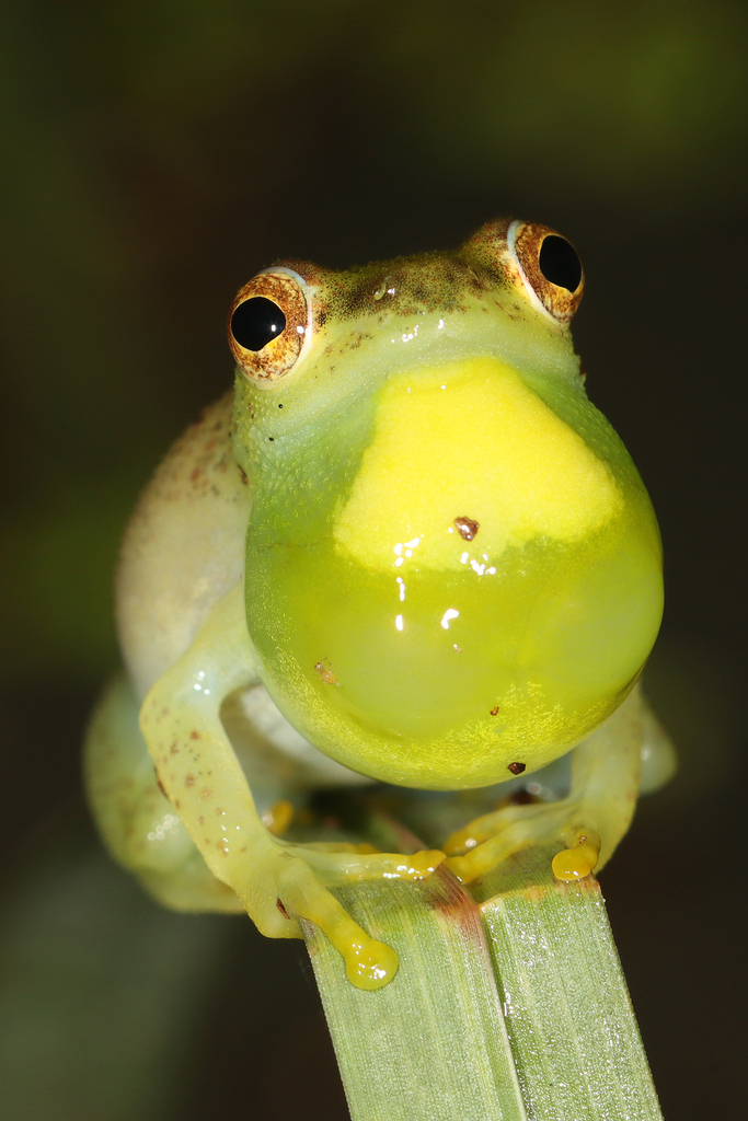 Water Lily Reed Frog from M'phingwe Lodge and surroundings on March 16 ...