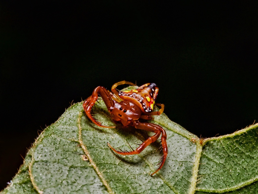 Common Triangular Spider from Speewah, QLD, AU on May 27, 2023 at 07:31 ...
