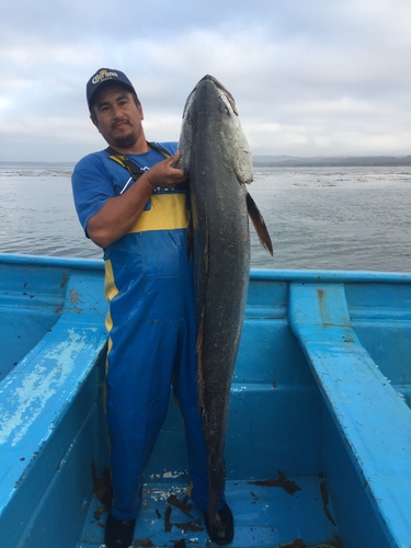 Totoaba (género Totoaba) · iNaturalist Ecuador
