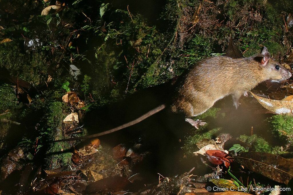 Dark-tailed Tree Rat from Bahagian Miri, Sarawak, Malaysia on February ...
