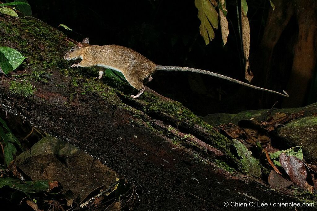 Long-tailed Giant Rat from Bahagian Miri, Sarawak, Malaysia on April 15 ...