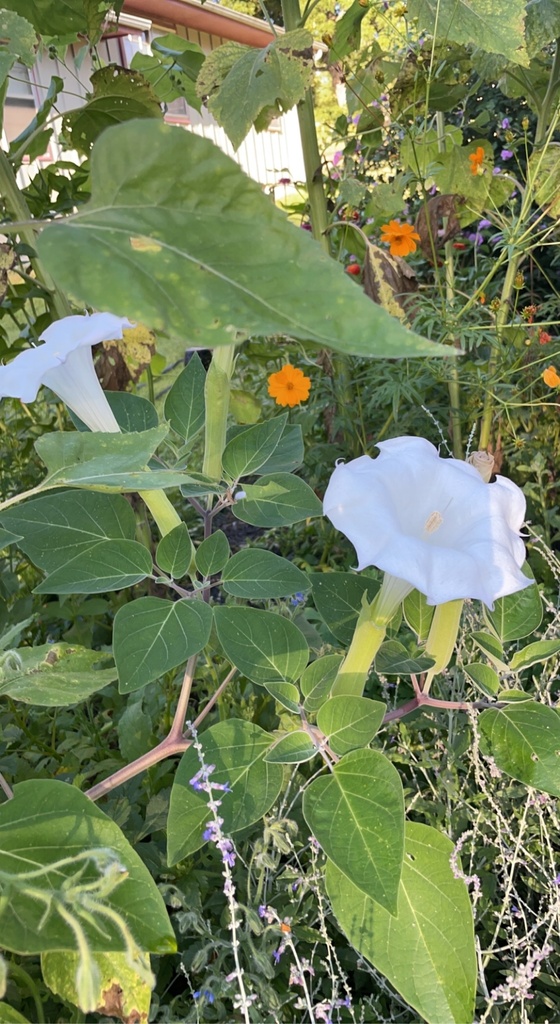 Sacred Datura from N Askew Ave, Kansas City, MO, US on August 14, 2022 ...