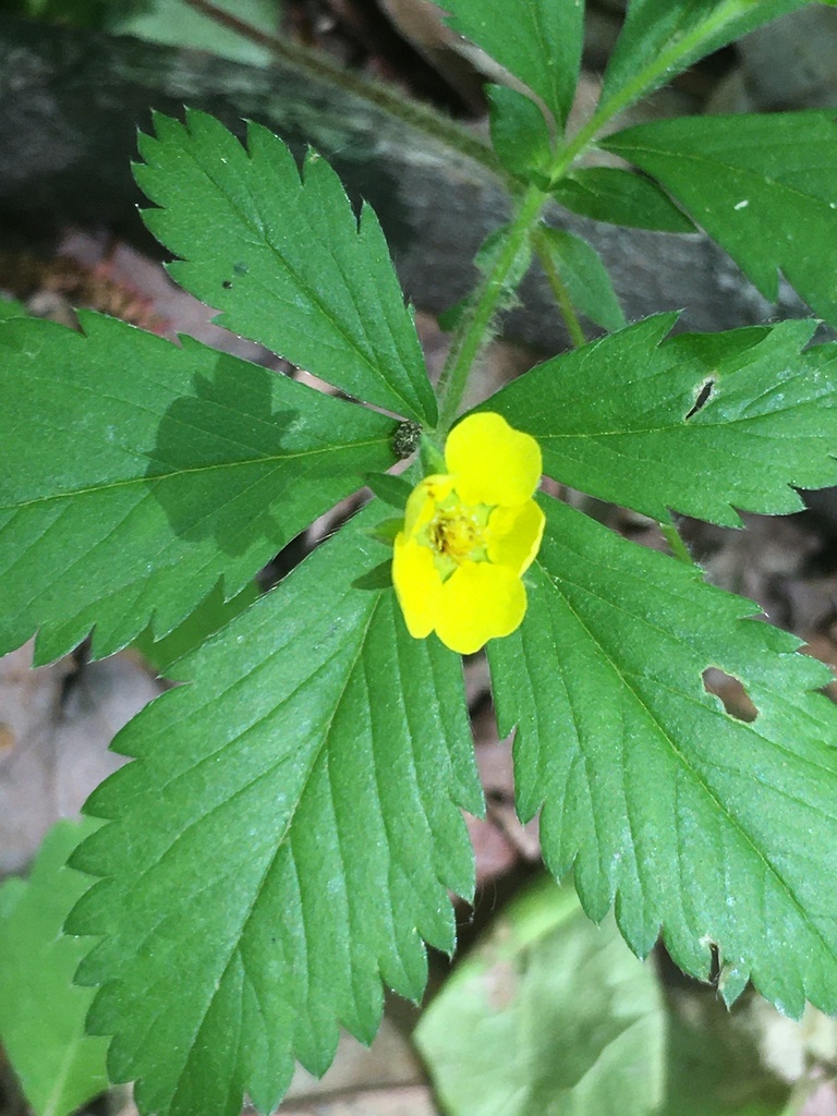cinquefoils from Game Farm Rd, Slingerlands, NY, US on May 28, 2023 at ...
