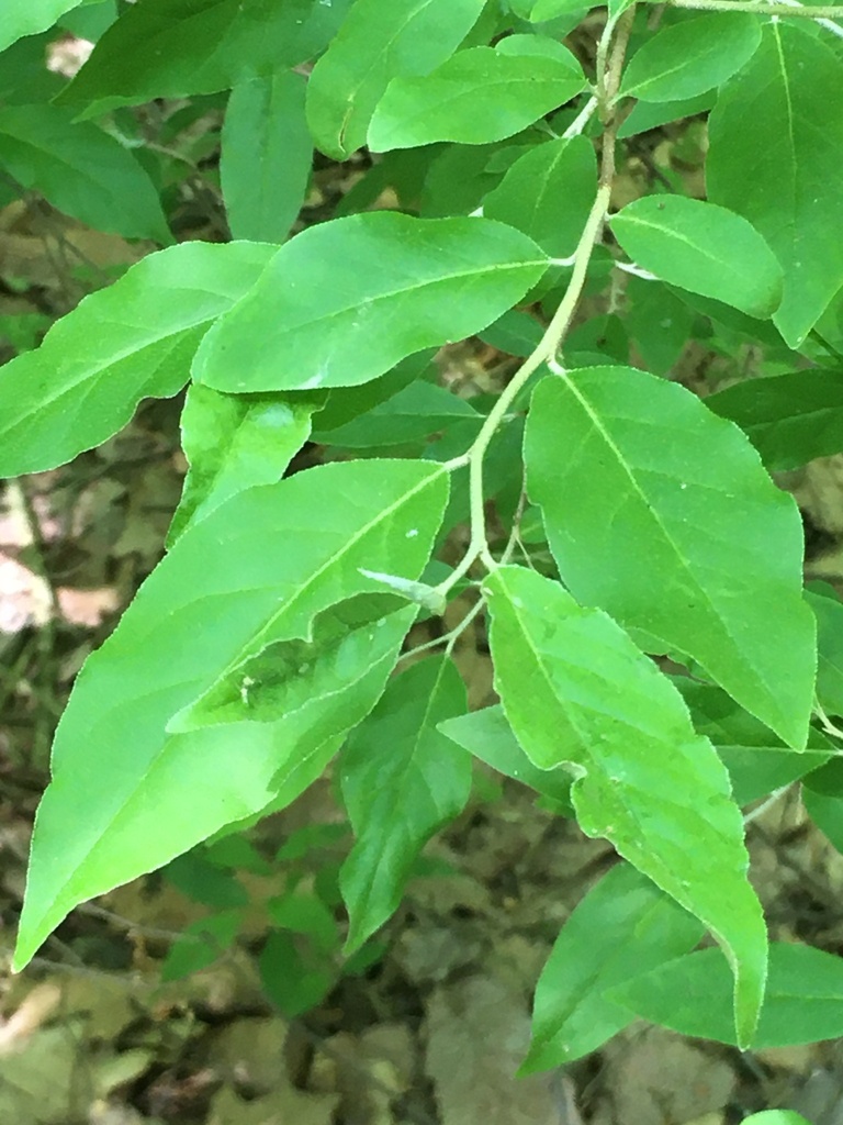 oleasters from Game Farm Rd, Delmar, NY, US on May 28, 2023 at 10:54 AM ...