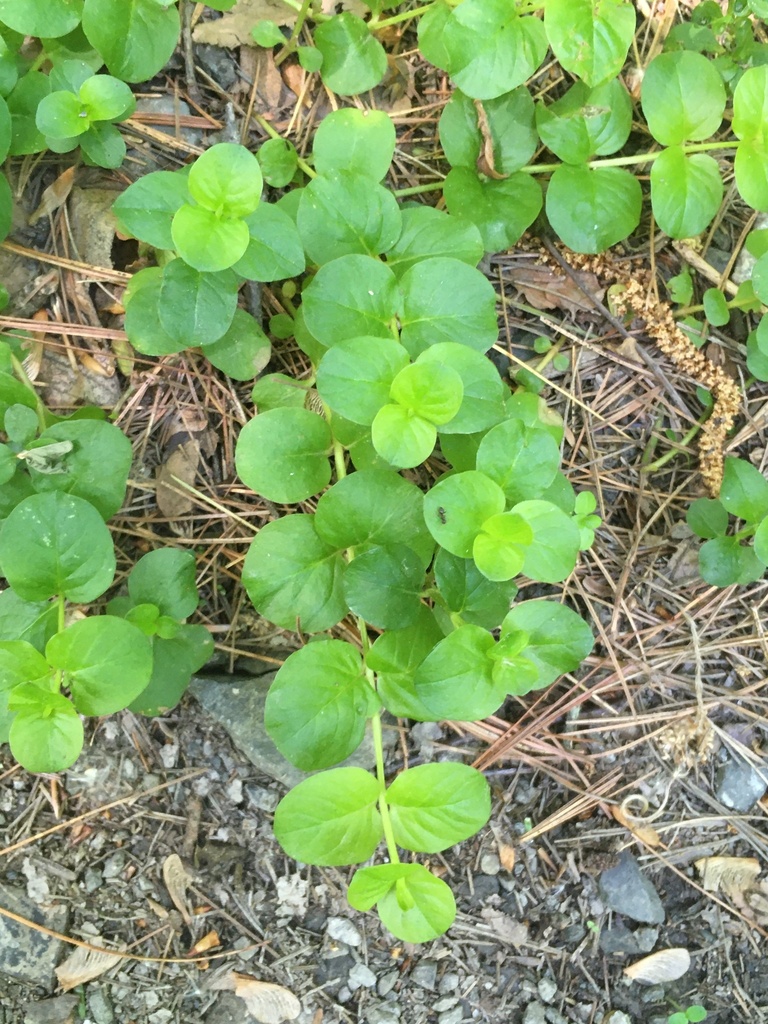 creeping Jenny from Delmar, Delmar, NY, US on May 28, 2023 at 11:00 AM ...