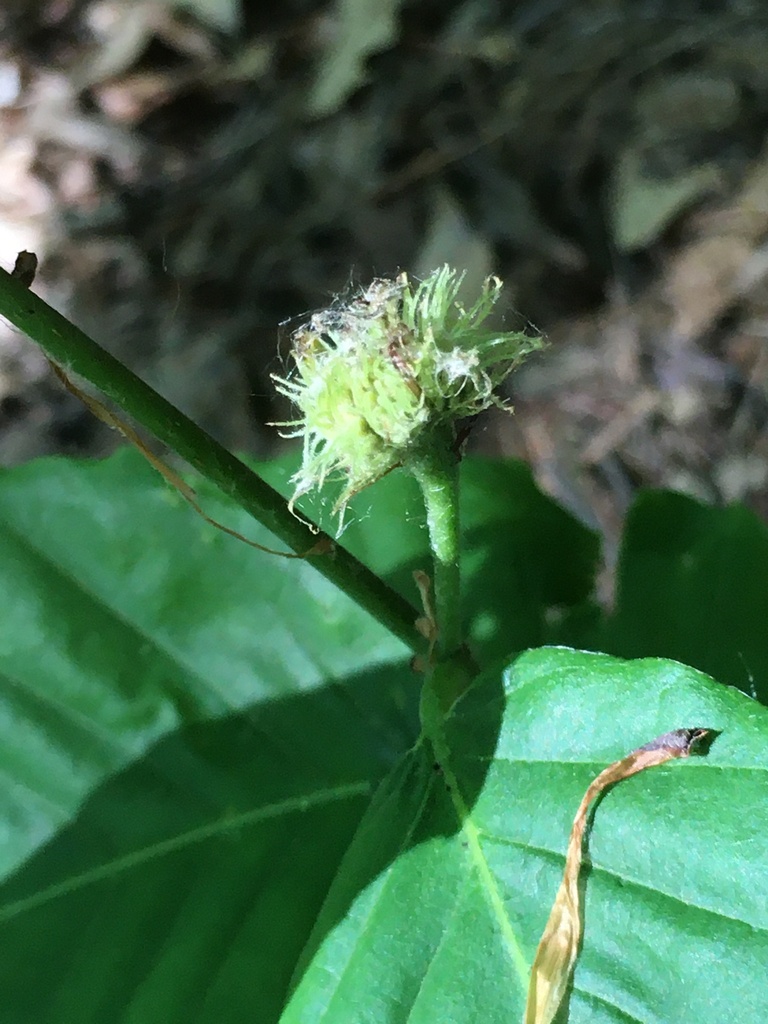 American beech from Game Farm Rd, Delmar, NY, US on May 28, 2023 at 11: ...