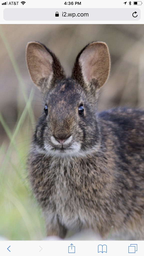 Lower Keys Marsh Rabbit from National Key Deer Refuge, Big Pine Key, FL ...