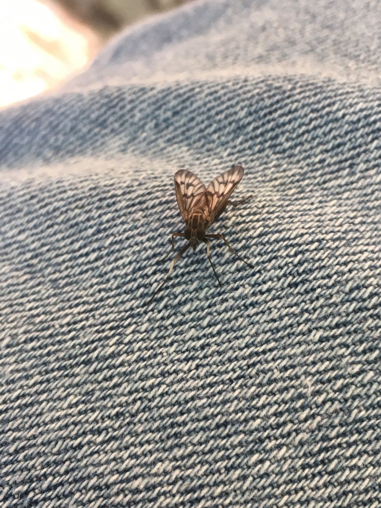 Rhagio from Delmar, Delmar, NY, US on May 28, 2023 at 11:19 AM by Mary ...