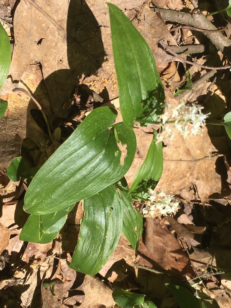mayflowers and false Solomon's seals from Game Farm Rd, Delmar, NY, US ...