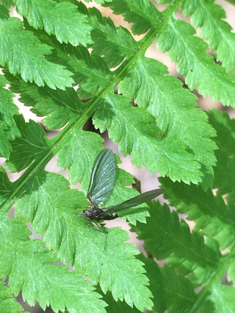 Mayflies from Game Farm Rd, Delmar, NY, US on May 28, 2023 at 11:25 AM ...