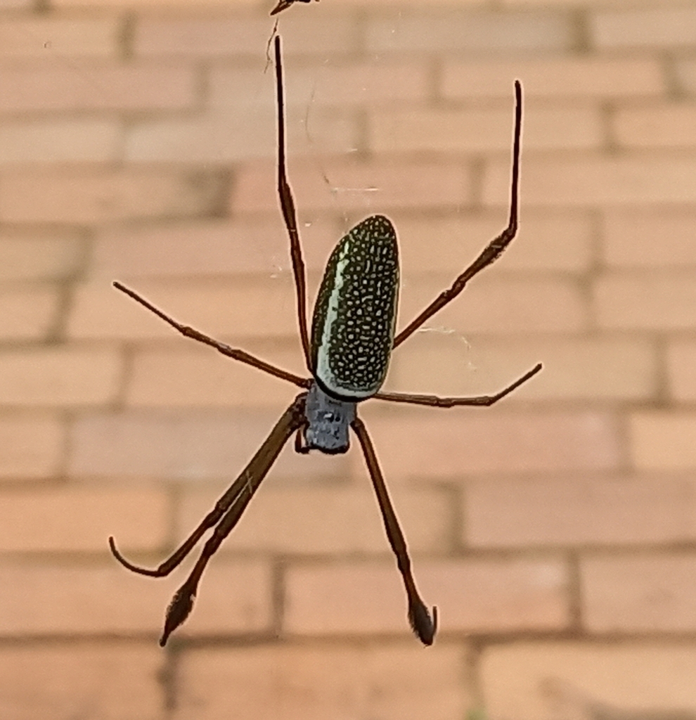 Golden Silk Spider from Horto Florestal, Rio Branco - AC, 69914-320 ...