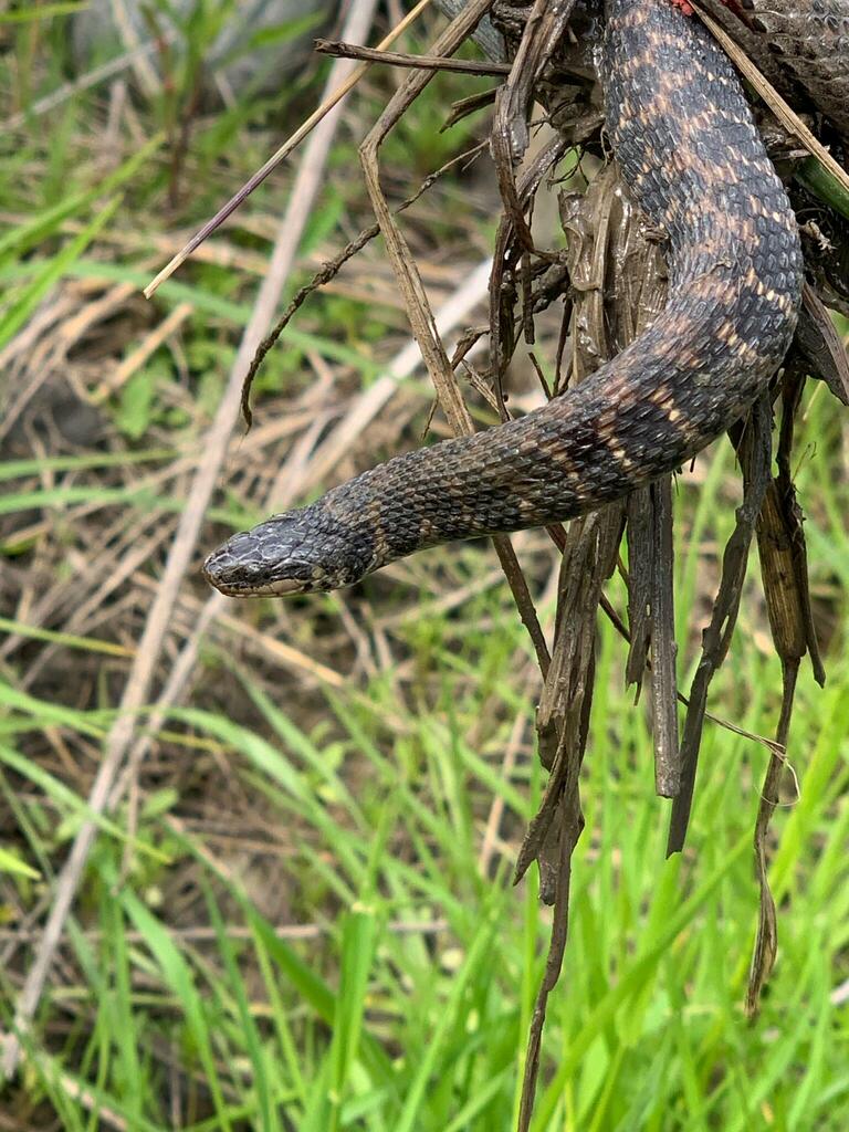 Kirtland's Snake in May 2019 by tyficker · iNaturalist