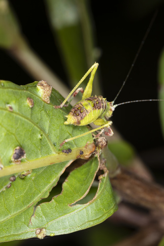 Angara albofasciata · iNaturalist