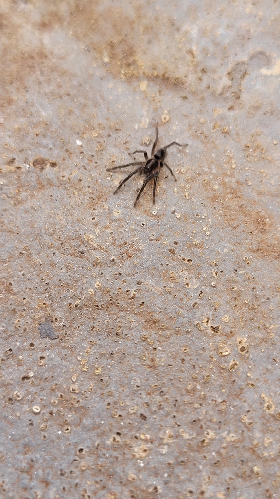 Teminius from Parque Cecap, Orlândia - SP, 14620-000, Brasil on May 28 ...