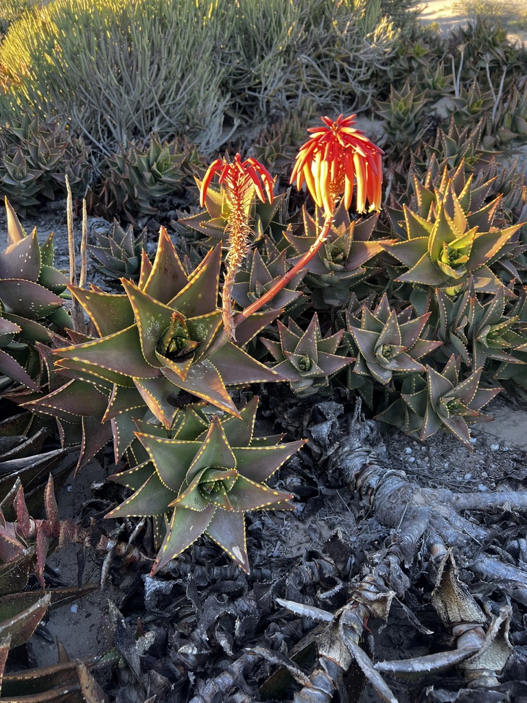 Jewel Aloe from Bek Bay, Paternoster, WC, ZA on May 13, 2023 at 08:24 ...