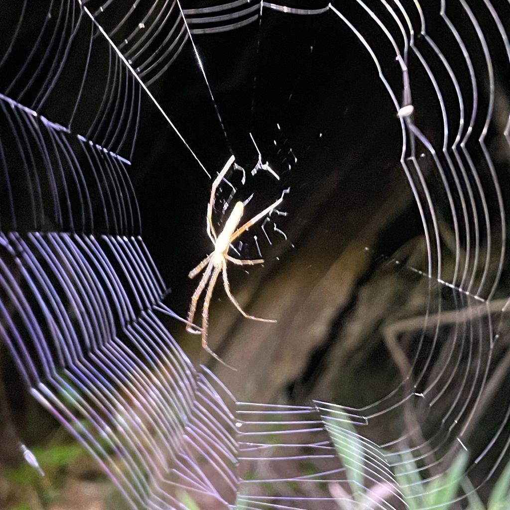 Silver Long-jawed Orbweaver from Francis Marion National Forest ...